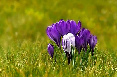 Krokai pievoje | www.traku-zeme.lt, ISSN 2538-6581