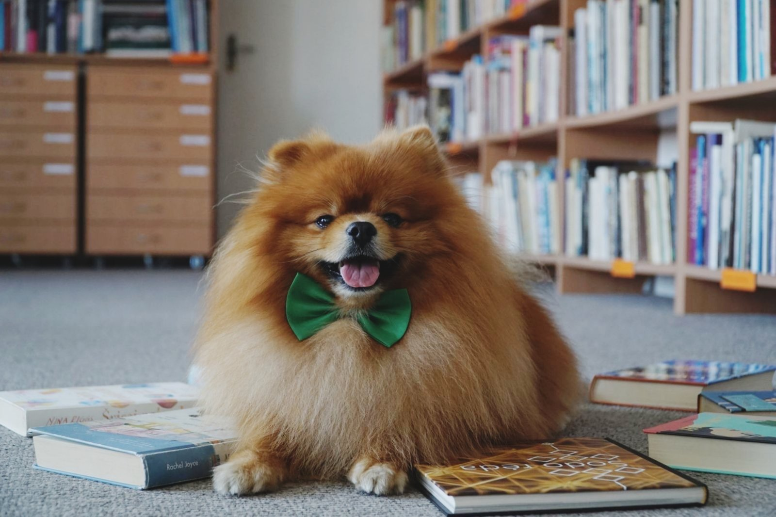 Trakų viešojoje bibliotekoje vykęs konkursas "Mano augintinis ...